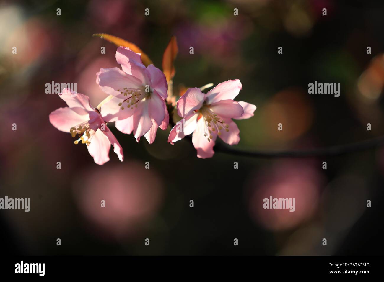 Begonia flowers bloom in Huai'an City, east China's Jiangsu Province ...