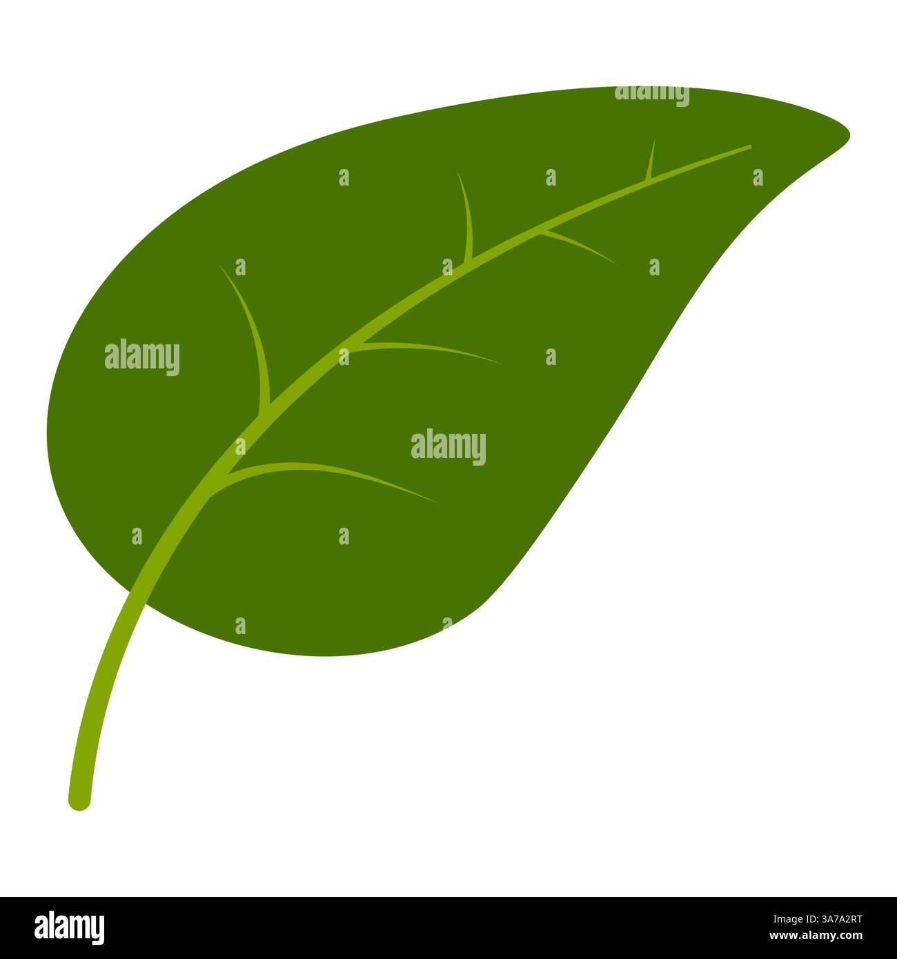 Spring fresh leaf Simple green leaf vector with veins clean Stock Vector Image & Art - Alamy
