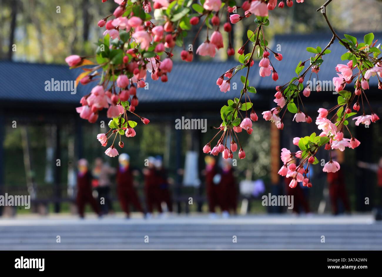Begonia flowers bloom in Huai'an City, east China's Jiangsu Province ...