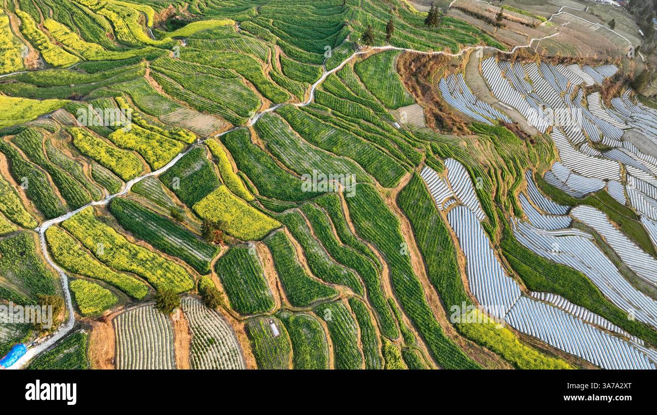 Aerial photo shows the terraced field in Youyang County, Chongqing ...