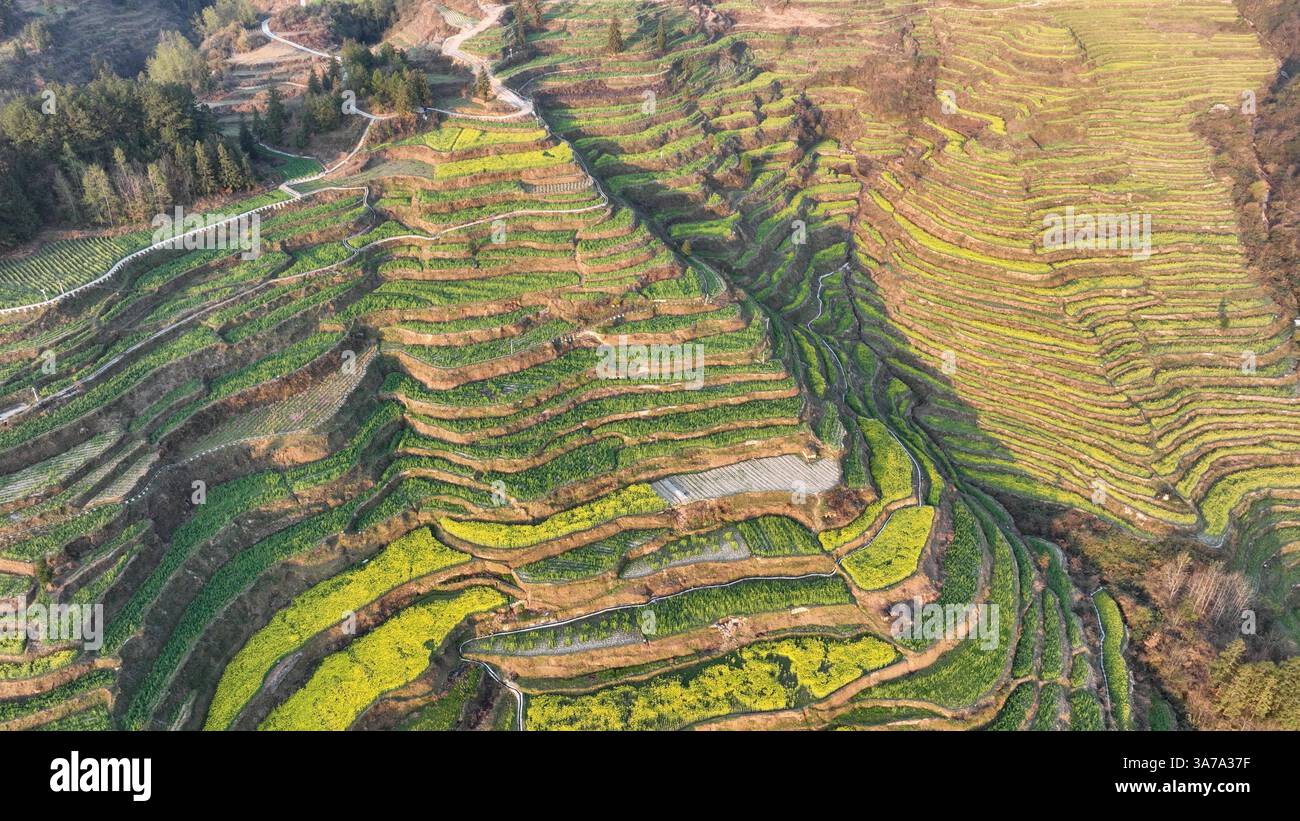 Aerial photo shows the terraced field in Youyang County, Chongqing ...
