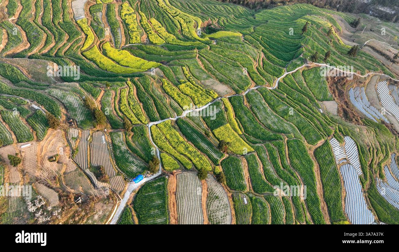 Aerial photo shows the terraced field in Youyang County, Chongqing ...