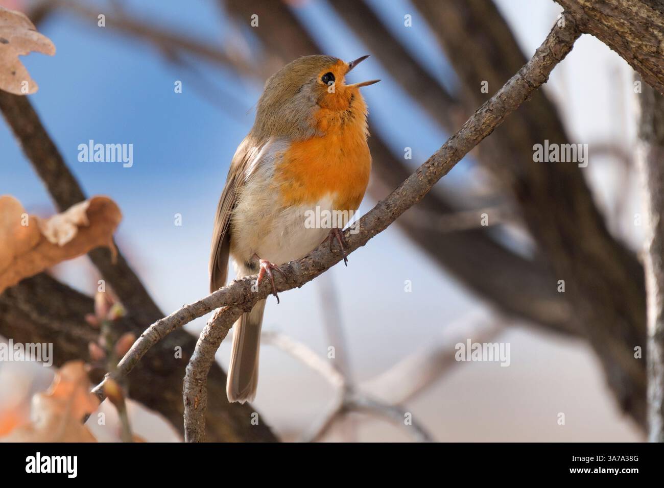 Singing robin in the Nippes district of Cologne Stock Photo - Alamy