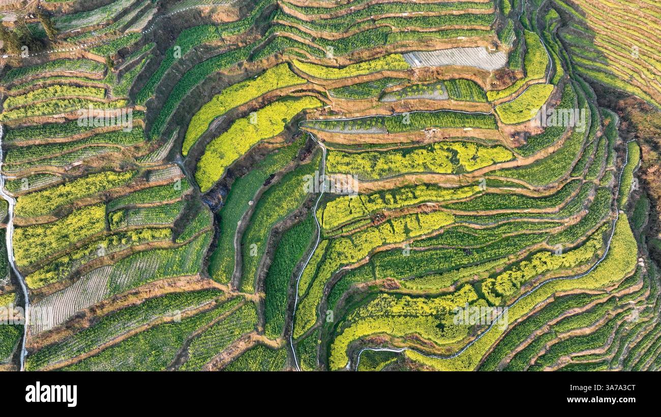Aerial photo shows the terraced field in Youyang County, Chongqing ...