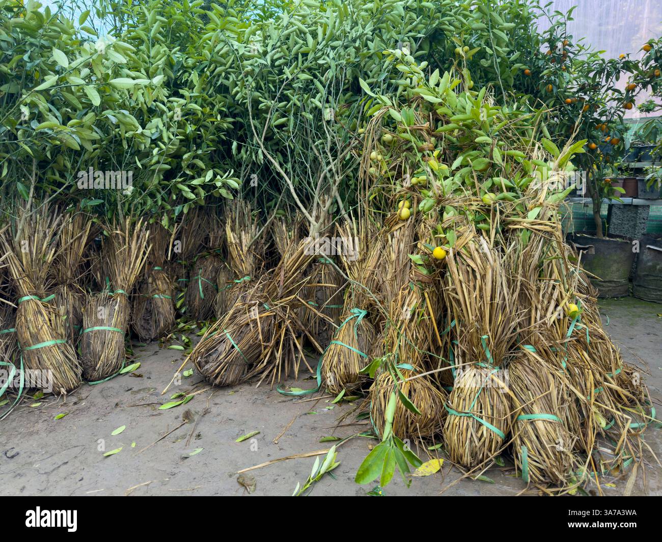 Lemon Plants Saplings in Nursery Stock Photo - Alamy