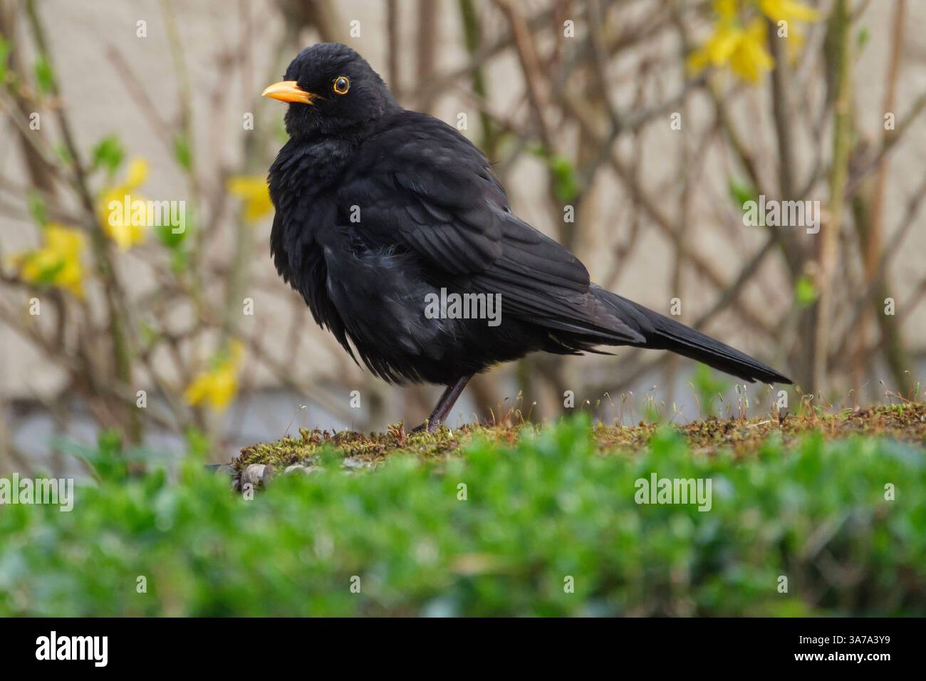 Amsel im Kölner Stadtteil Nippes. Die Amsel Turdus merula oder ...
