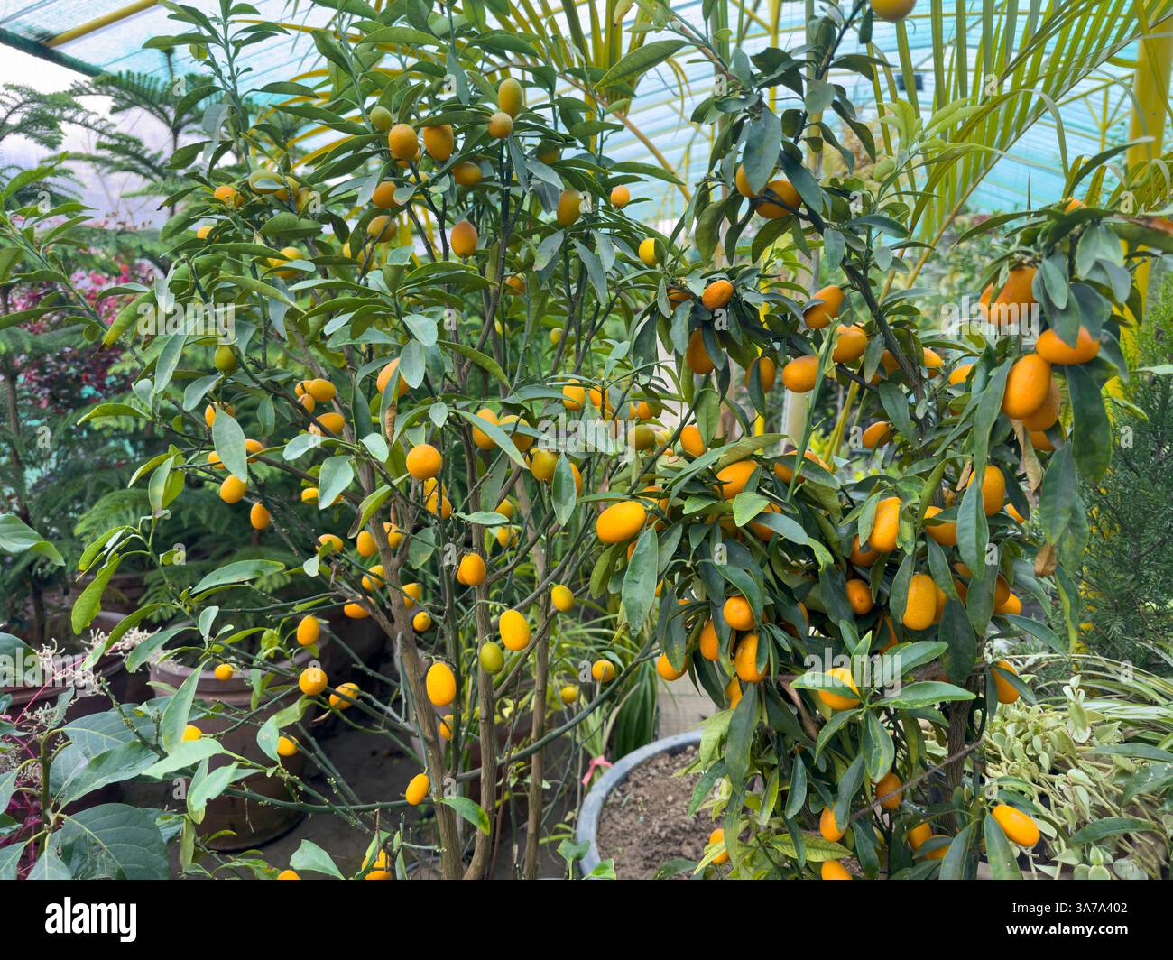 Kumquat tree greenhouse hi-res stock photography and images - Alamy