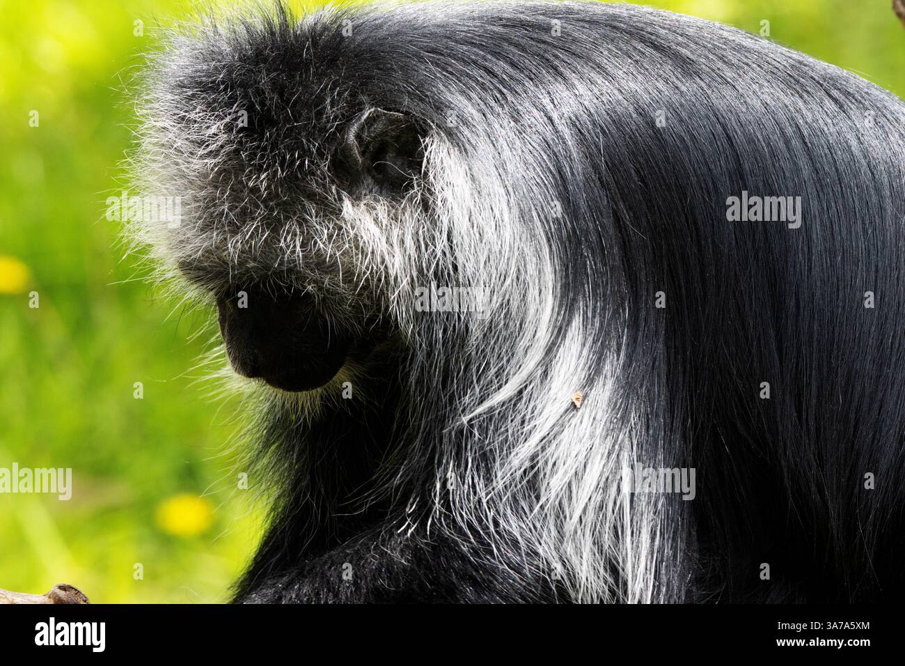 close up of the head of a king colobus monkey (Colobus polykomos) with ...
