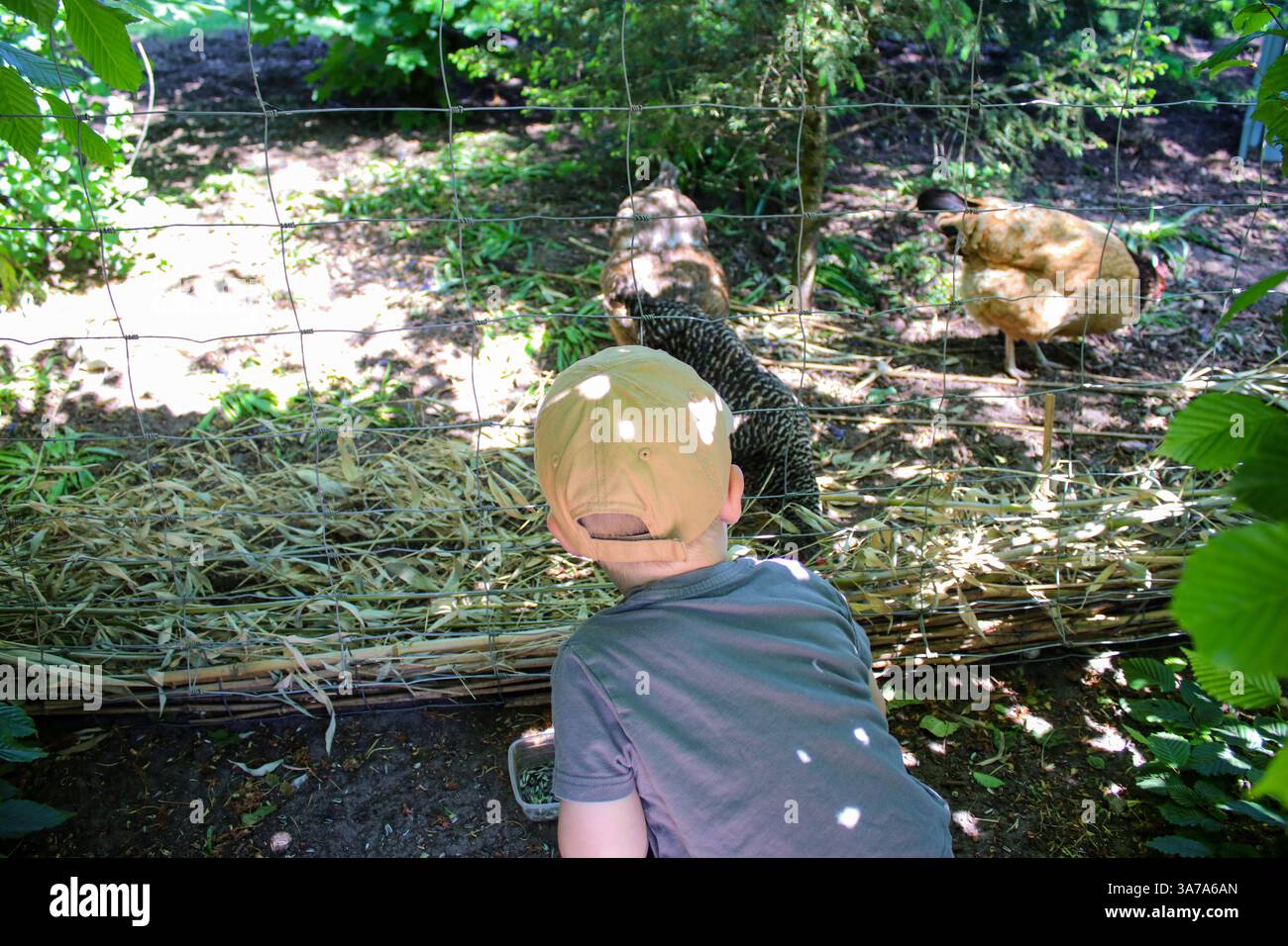 Back view of a toddler boy feeding free chicken hens in a back yard ...