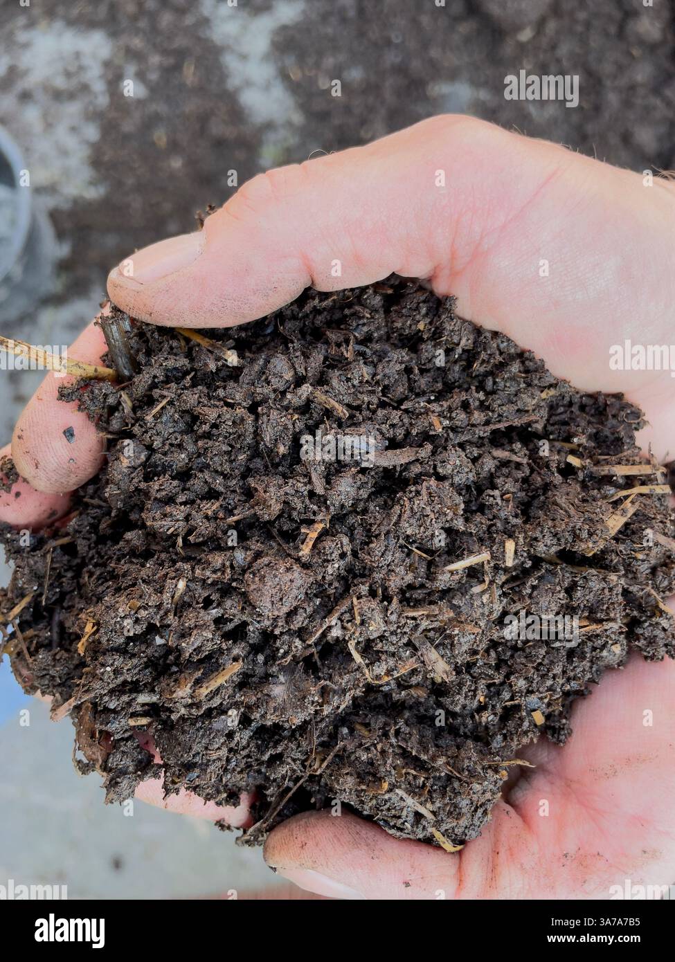 Close up of two hands full of fermented black soil for carbon farming. Peat free substrate Stock ...
