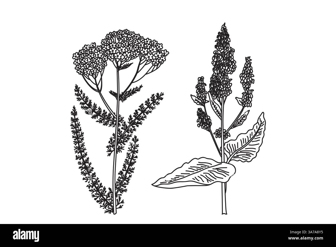 Yarrow plant line drawing Cut Out Stock Images & Pictures - Alamy