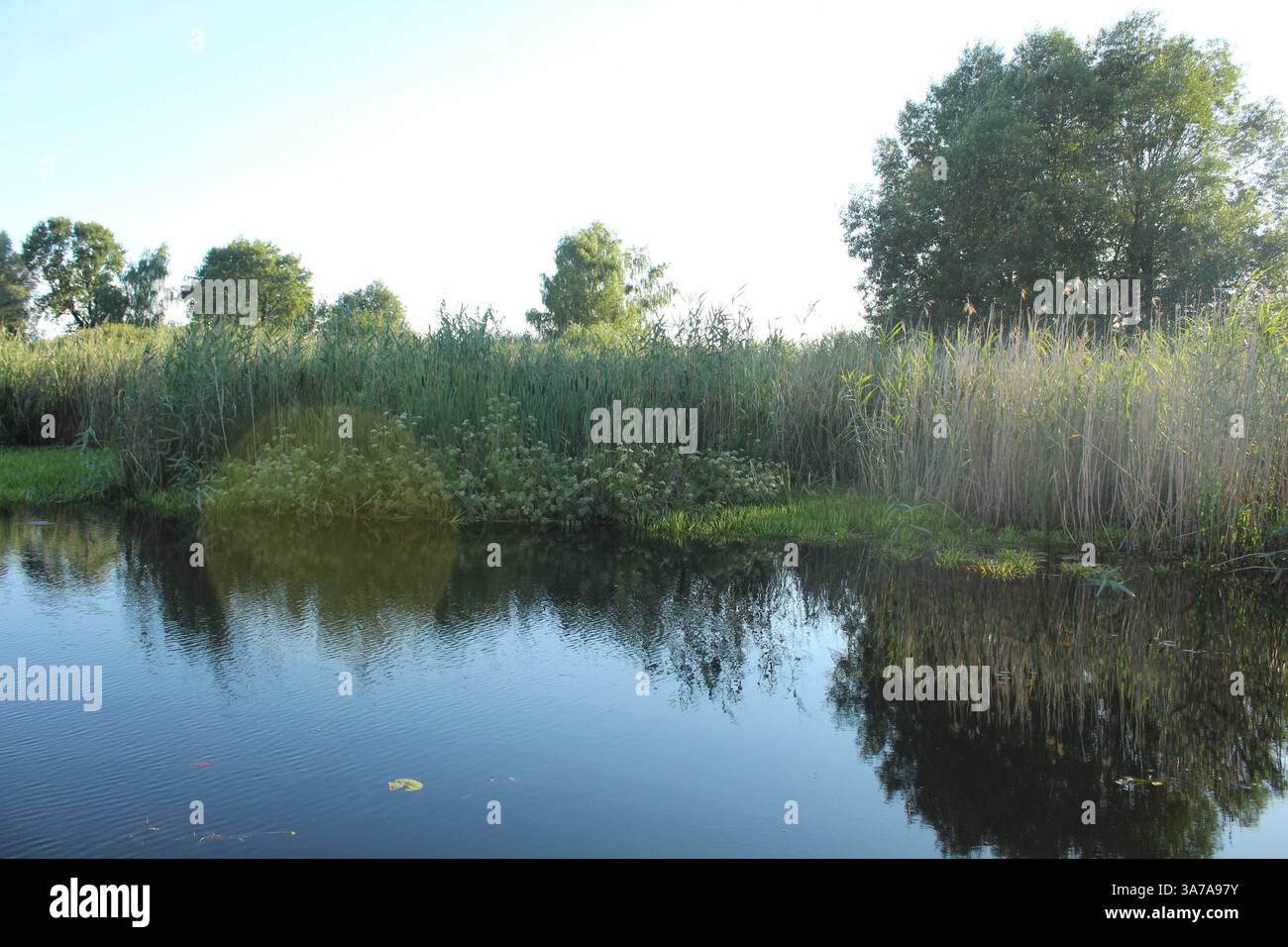 Trees and bushes on the banks of the river lake. Shoreline ...