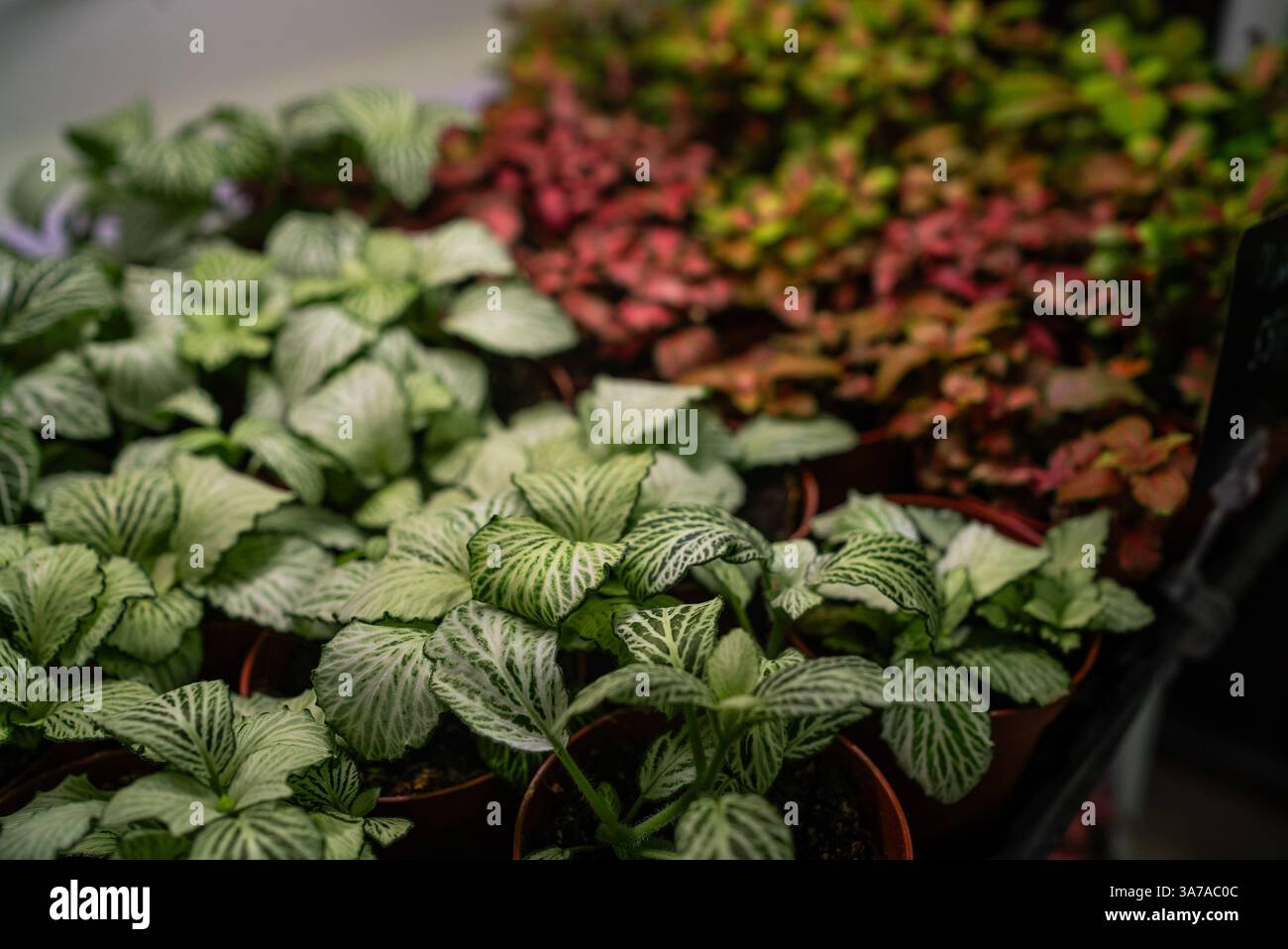 Close-up view of nerve plants thriving in pots, showcasing their ...