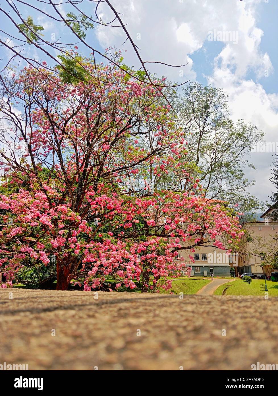 university of peradeniya Stock Photo - Alamy