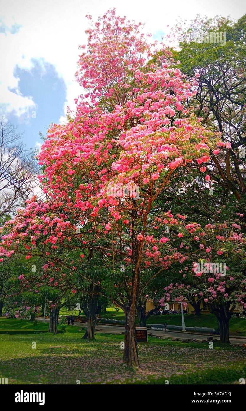 university of peradeniya Stock Photo - Alamy