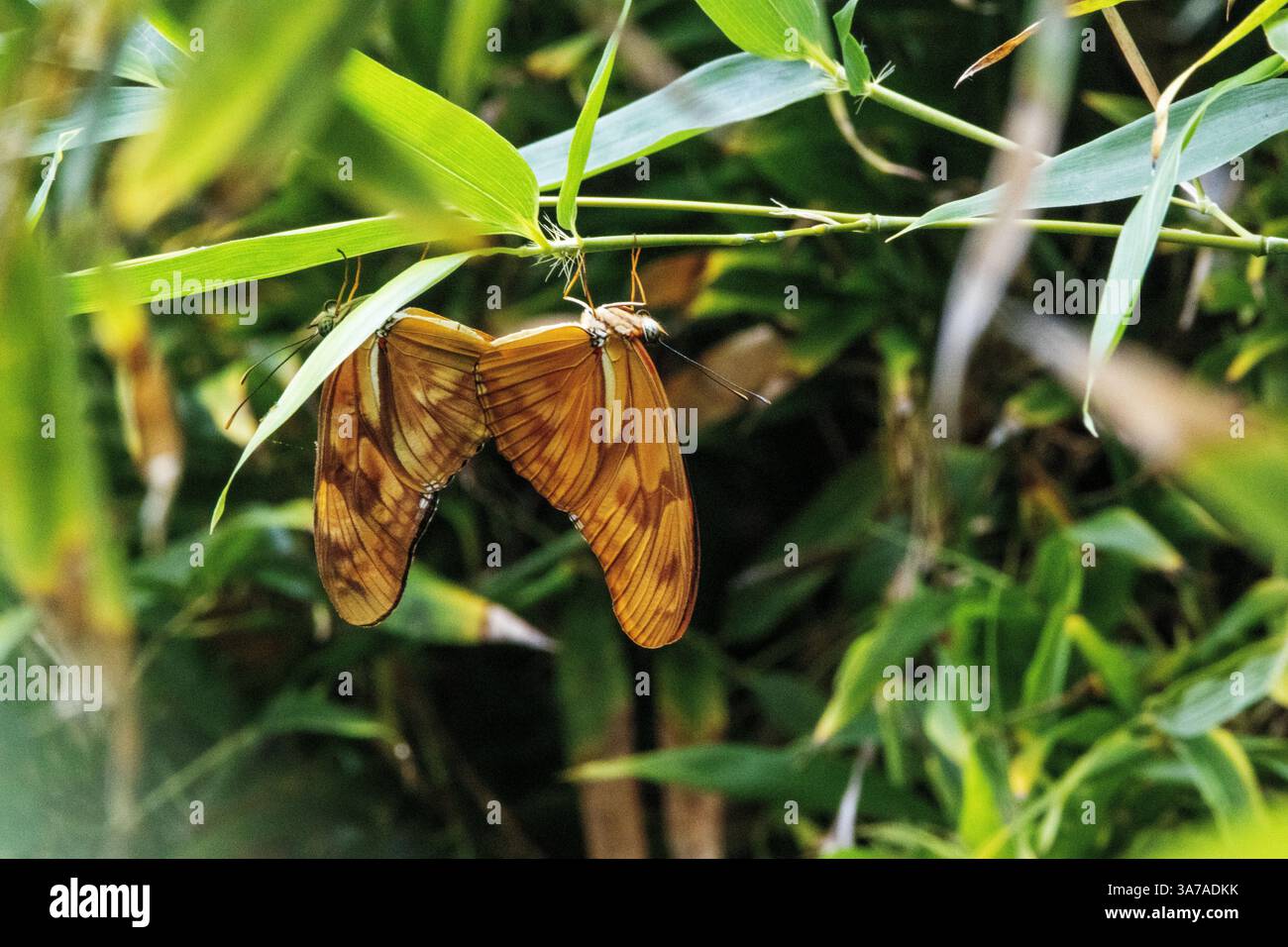 a male and female pair of Julia butterfly or Julia heliconian (Dryas ...