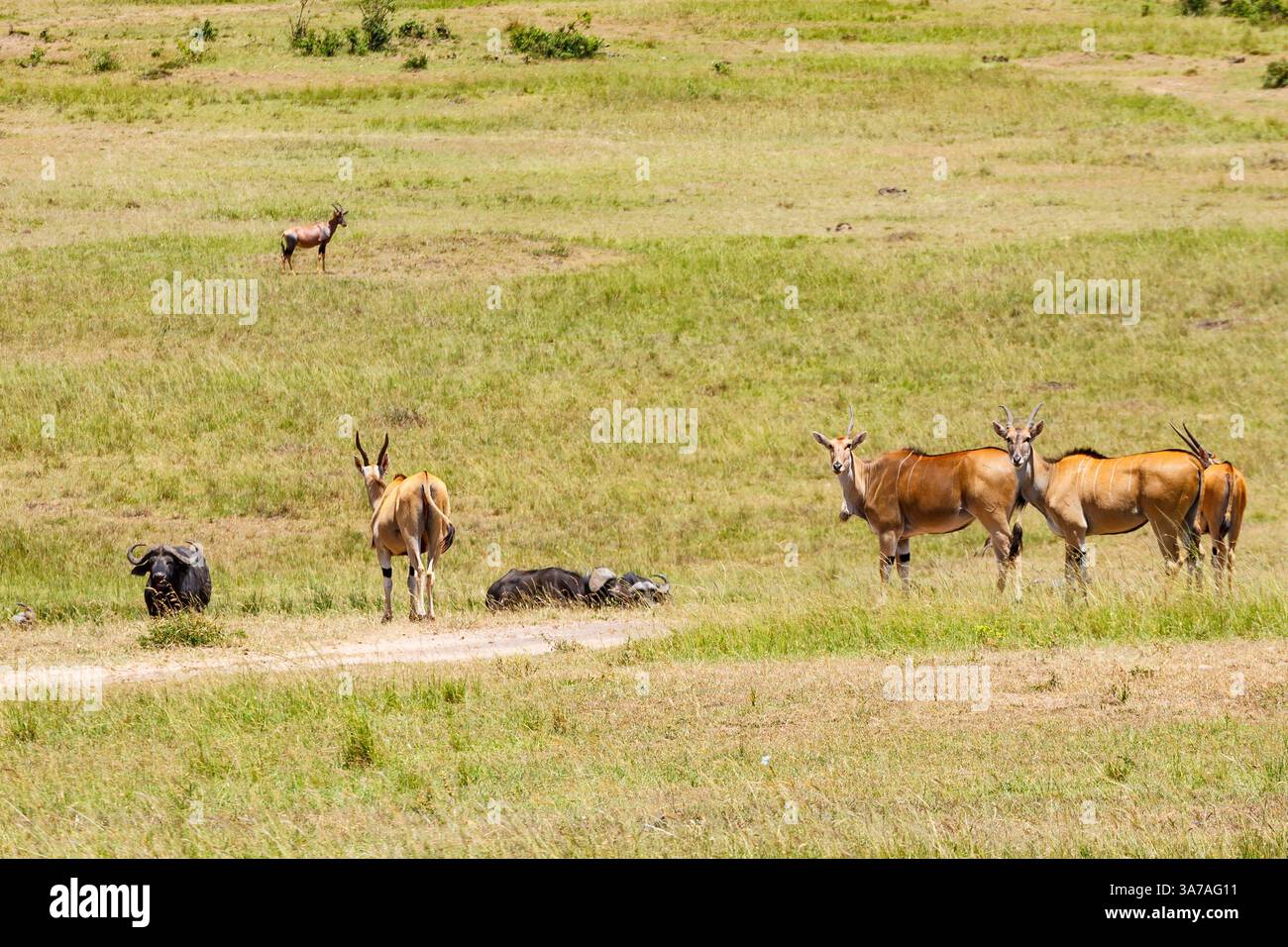 Buffalo herd on savanna in hi-res stock photography and images - Alamy