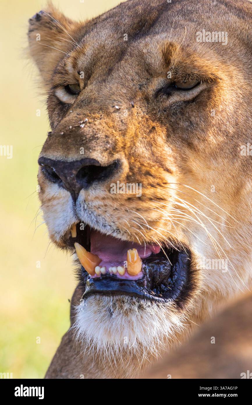 Staring lion with flies on her nose Stock Photo - Alamy