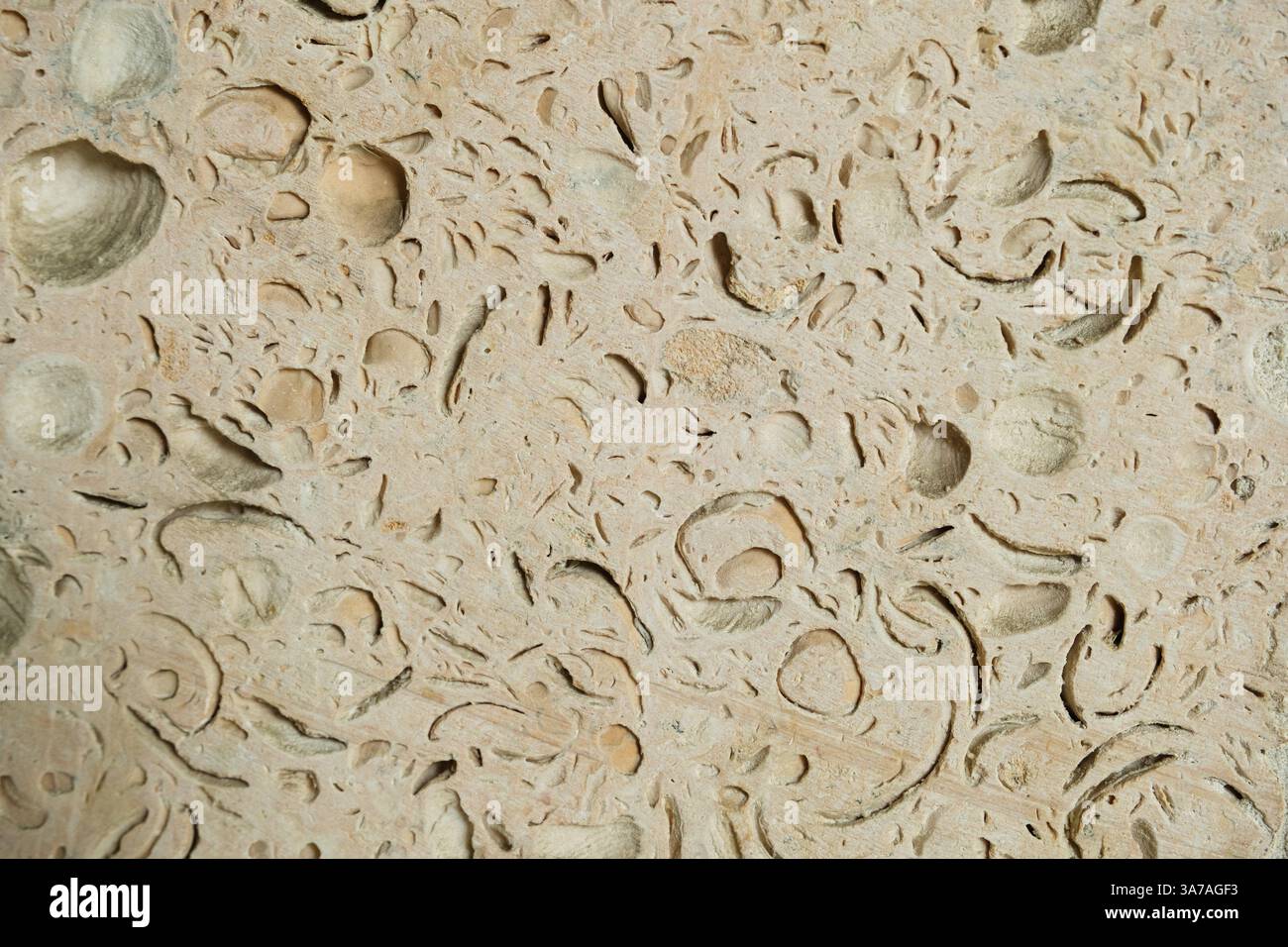 Detailed texture of sedimentary rock showcasing fossilized shells and ...
