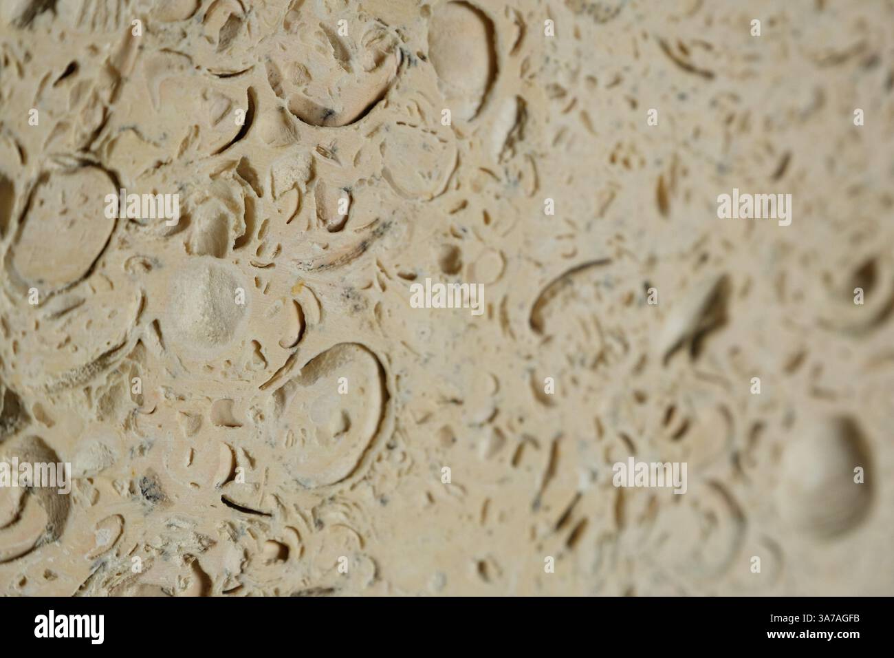 Detailed texture of sedimentary rock showcasing fossilized shells and ...