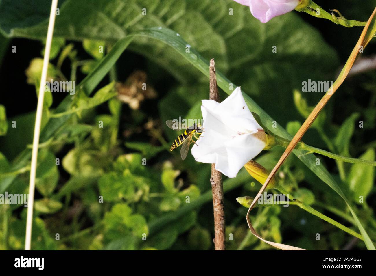 Hover fly or syrphid fly (family Syrphidae) resting on a white ...