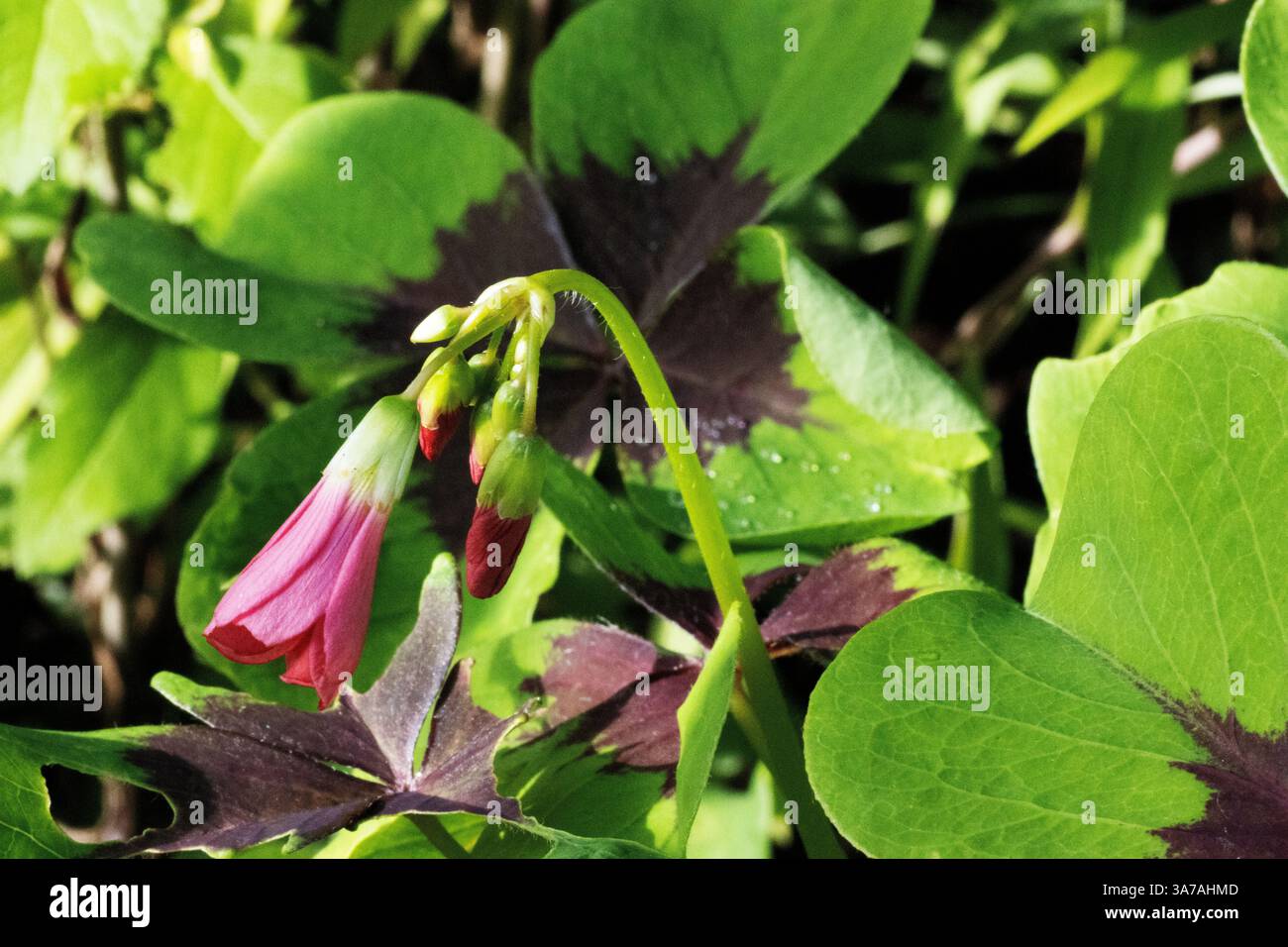 Lucky Clover, Four-Leaf Sorrel, Four-Leaf Pink-Sorrel (Oxalis ...