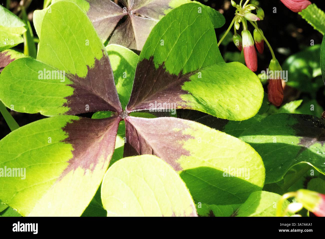 Lucky Clover, Four-Leaf Sorrel, Four-Leaf Pink-Sorrel (Oxalis ...