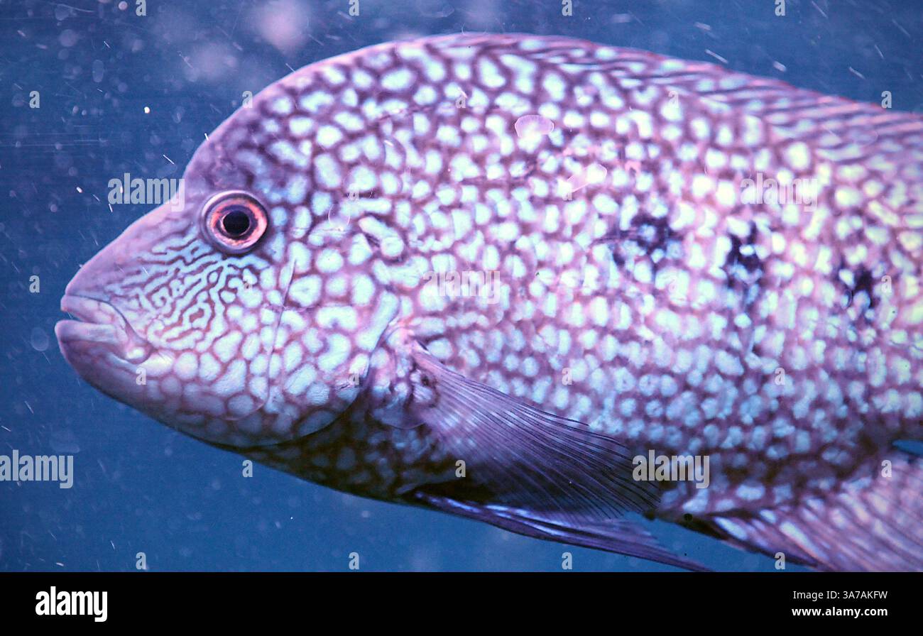 April 26, 2013 - Manila, Philippines - An Escondido fish swims inside ...