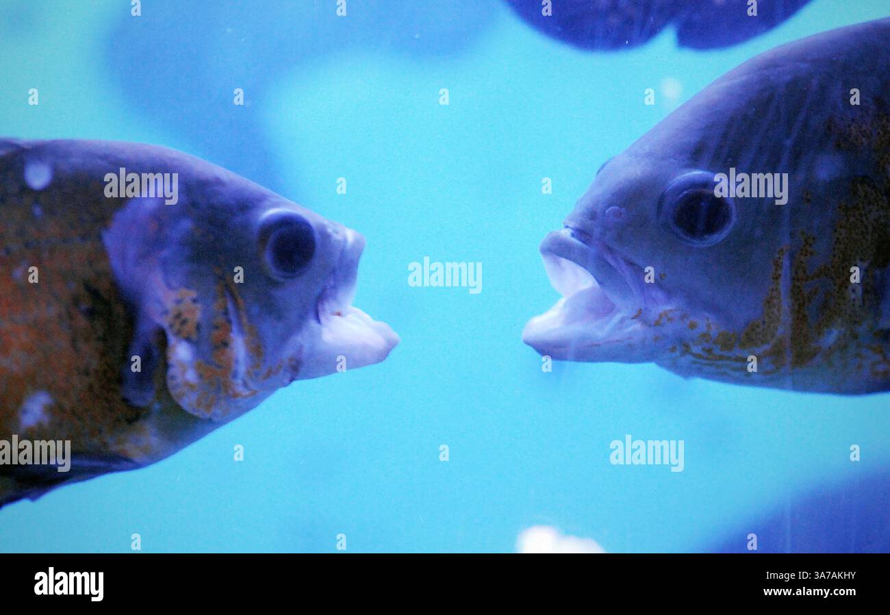 Rare Blue Oscar Fish
