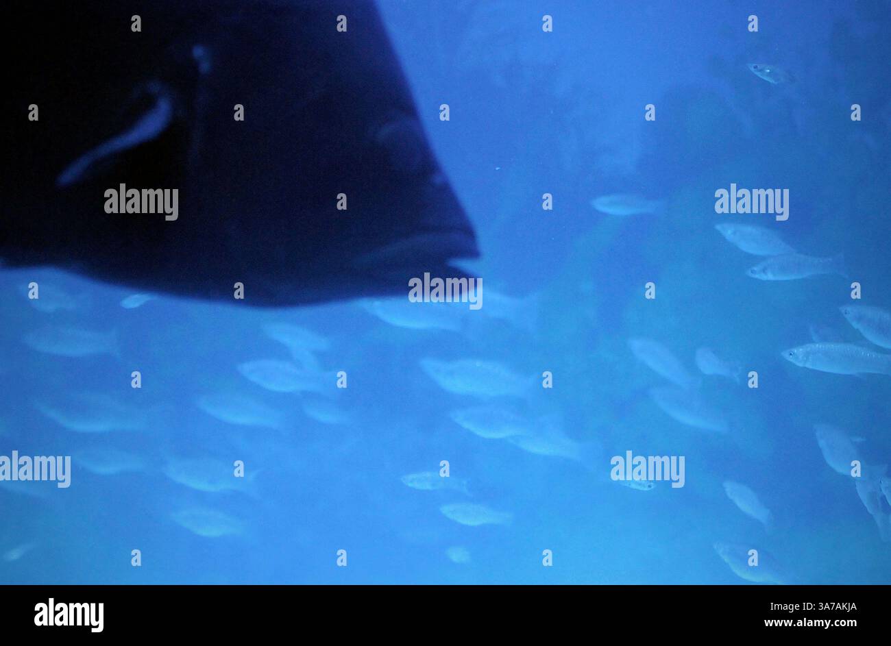 April 26, 2013 - Manila, Philippines - A freshwater Tigerfish preys on ...