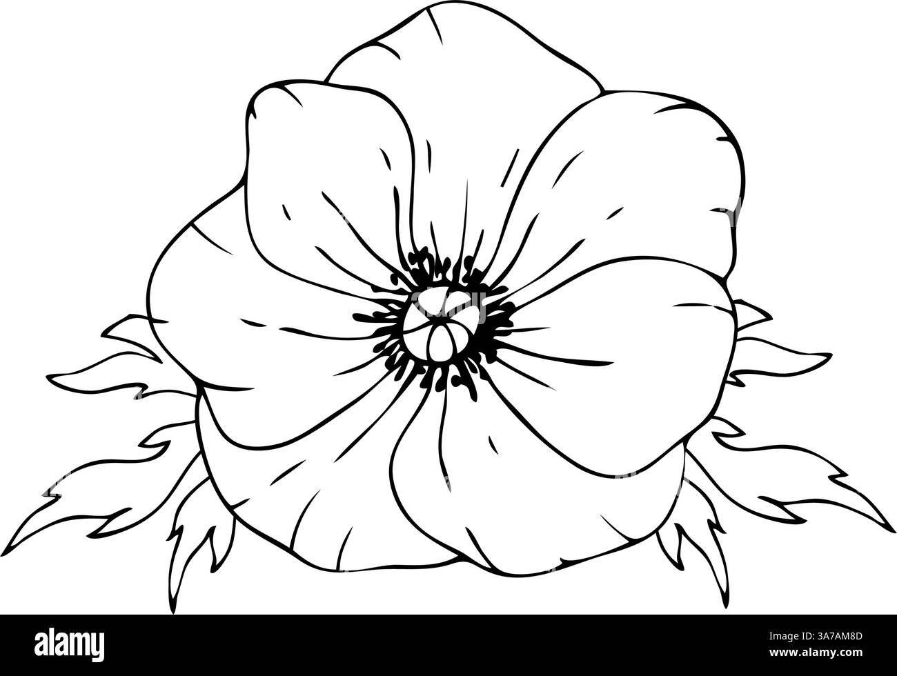 Anemone flowers drawing with line-art on white backgrounds Stock Vector ...