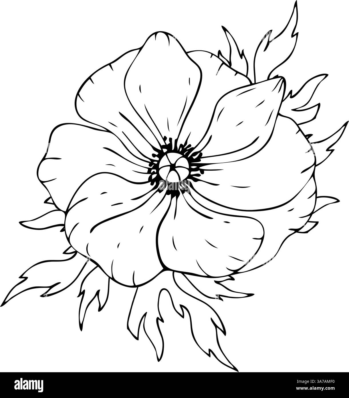 Hand drawn anemone. Line art vector illustration Stock Vector Image ...