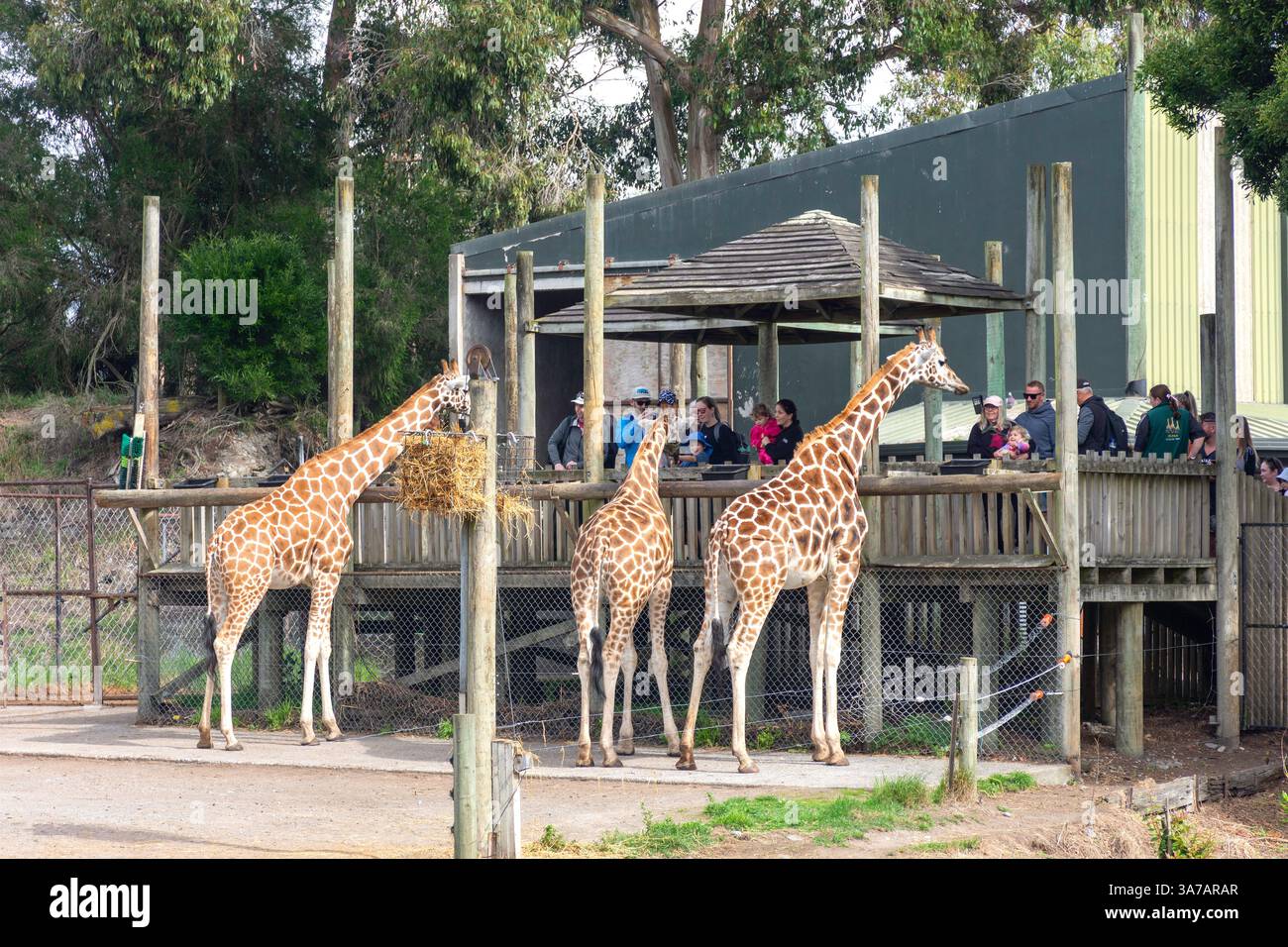 Giraffe enclosure feeding platform, Orana Wildlife Park, Mcleans Island ...