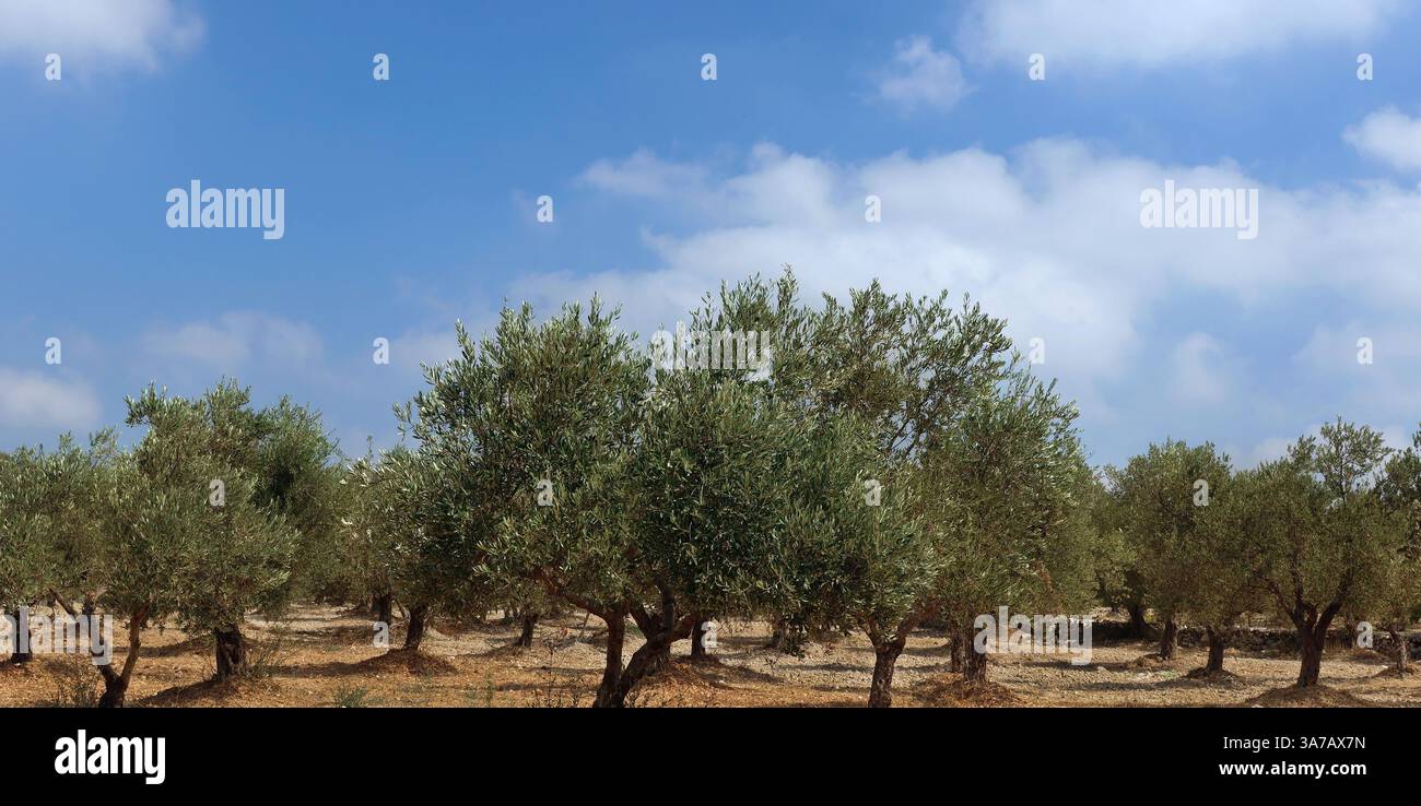 Olives trees against a blue sky, Lebanon Stock Photo - Alamy