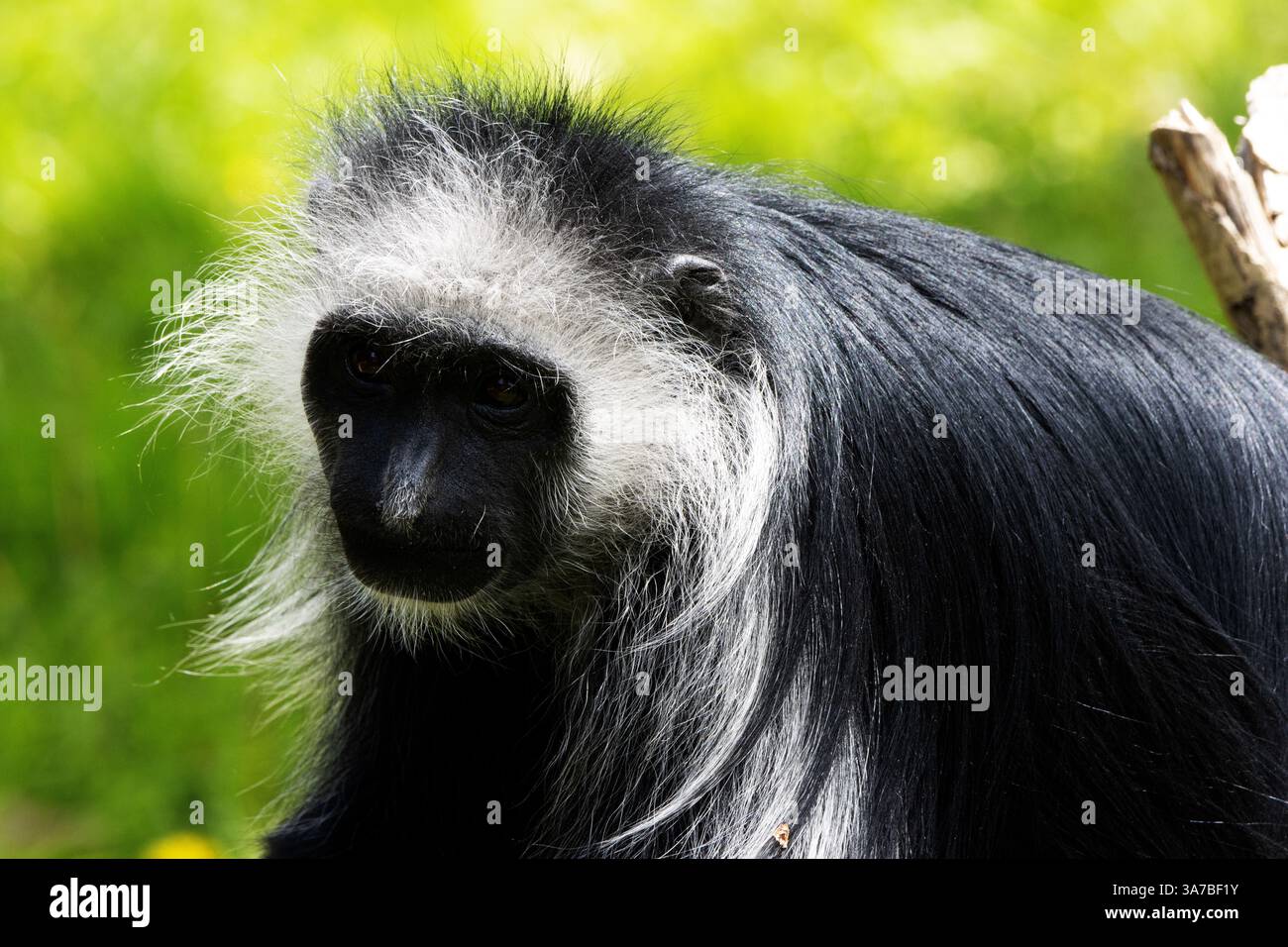 close up of the head of a king colobus monkey (Colobus polykomos) with ...