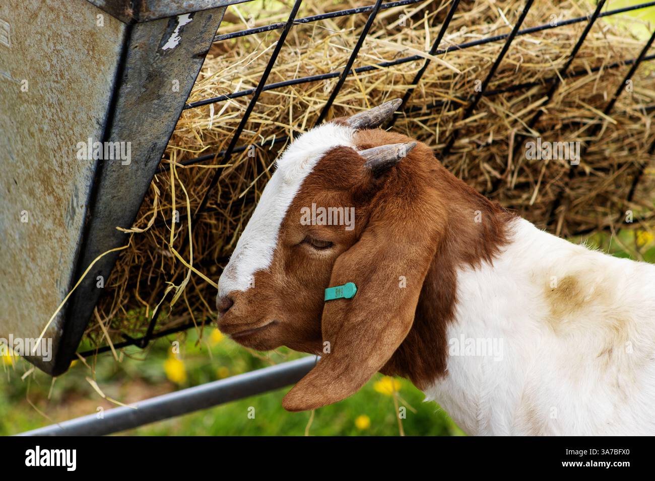 close up of the head of a baby goat (kid) with metal farm gates and ...