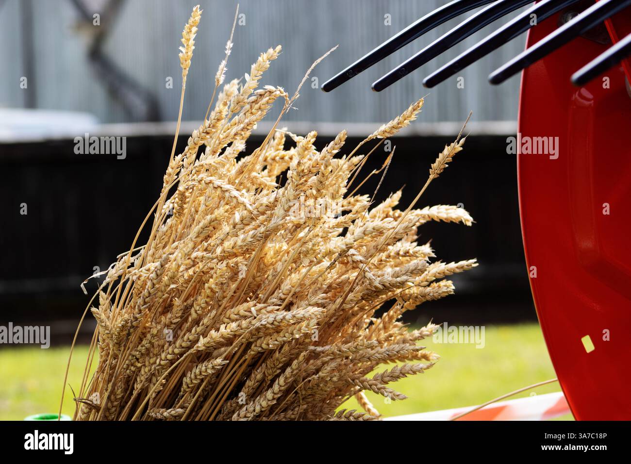 close up of a sheath of corn (wheat) next to a red combine harvester ...