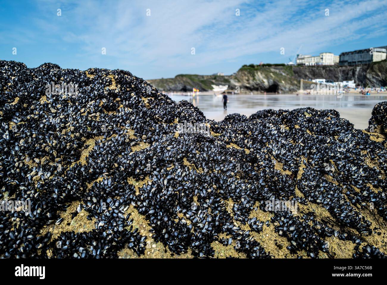 Common Mussels Mytilus edulis attached to a rock exposed at low tide on ...