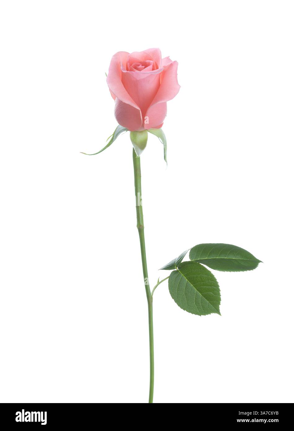 Pale pink Rose isolated on white background Stock Photo - Alamy