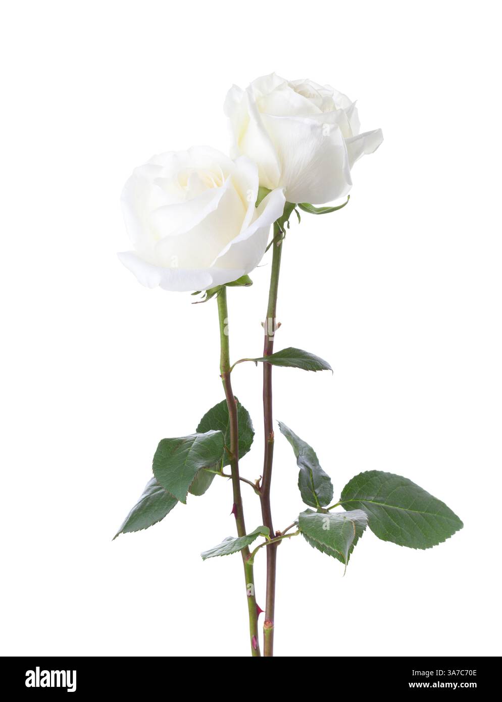 Two white Roses isolated on white background Stock Photo - Alamy