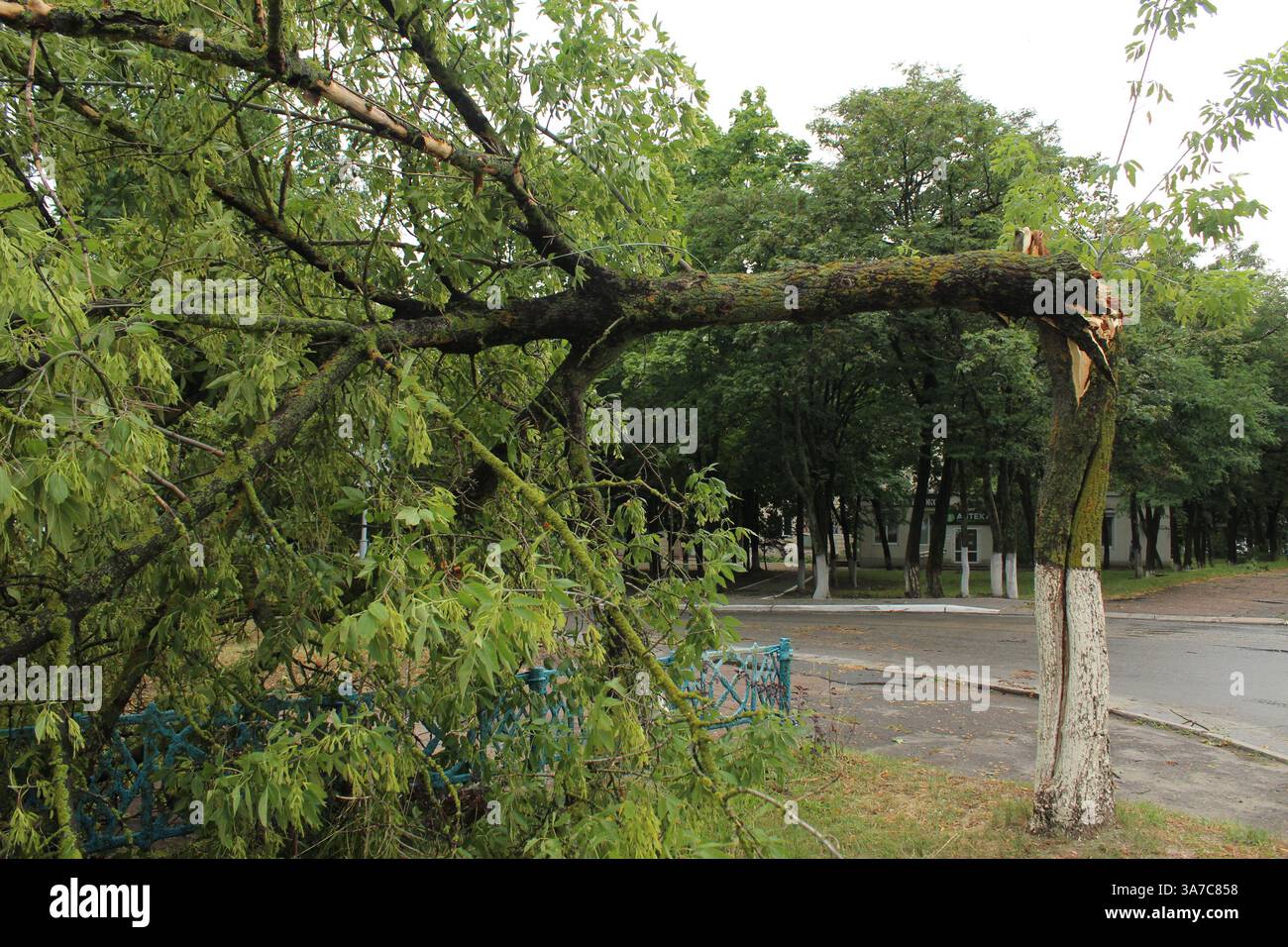 A broken tree sticks out of the ground against the background of ...