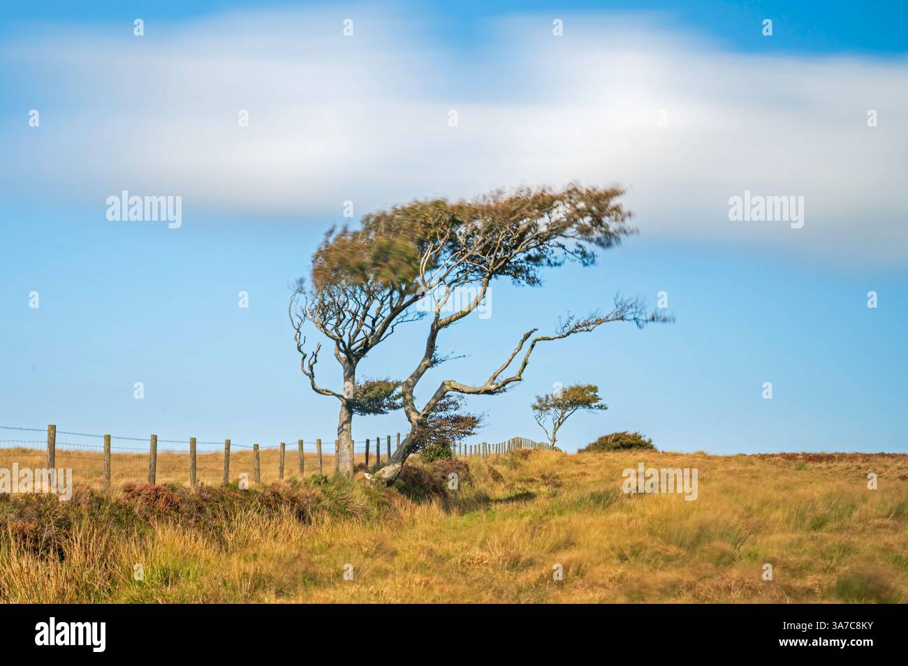 An isolated windswept tree on a hill top at Aldermans Barrow Allotment ...