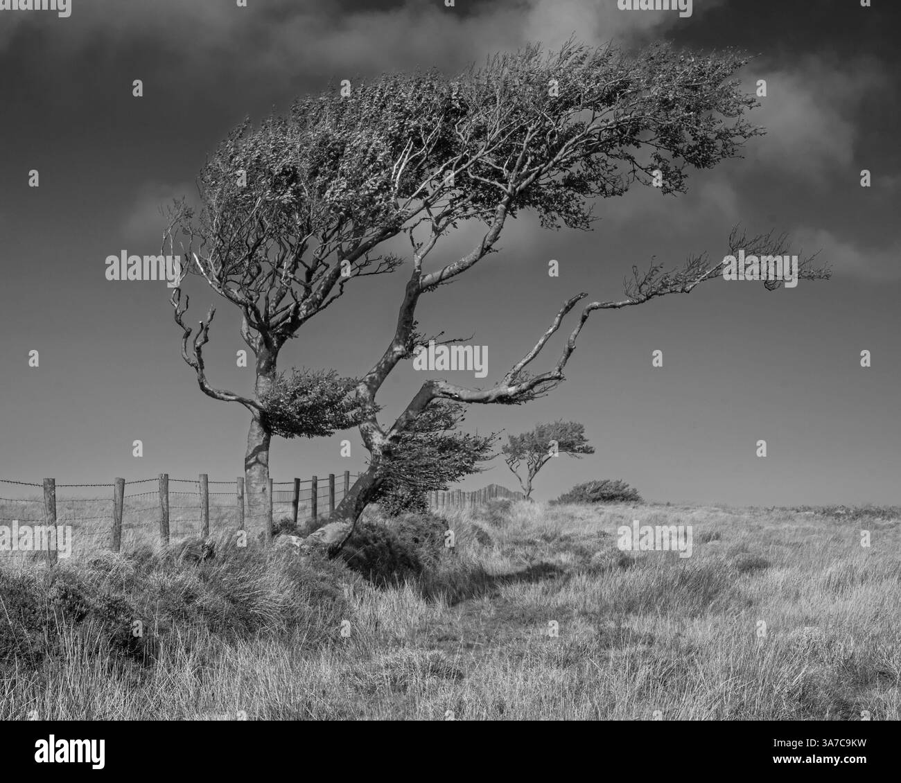 An isolated windswept tree on a hill top at Aldermans Barrow Allotment ...