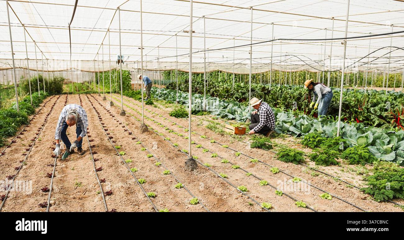Group of people working inside farm greenhouse picking up organic ...
