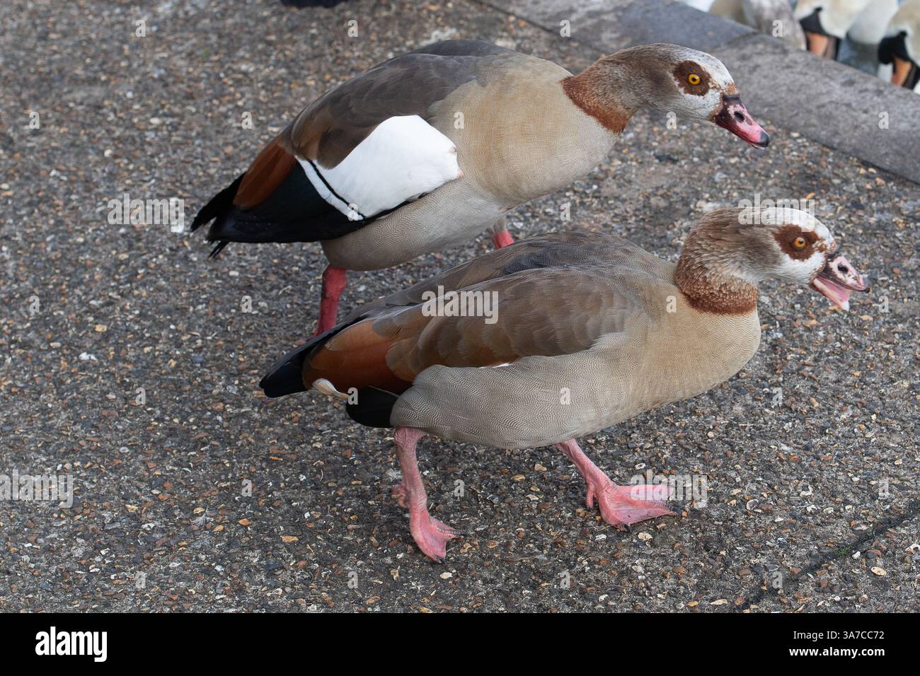 Windsor, UK. 27th March, 2025. A pair of Egyptian Geese in search of ...