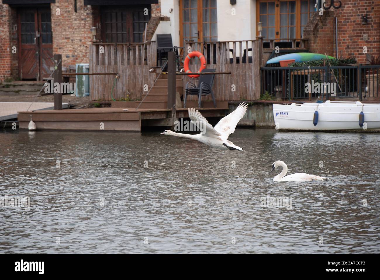 Windsor, UK. 27th March, 2025. A mute swan flies above the River Thames in Windsor, Berkshire ...