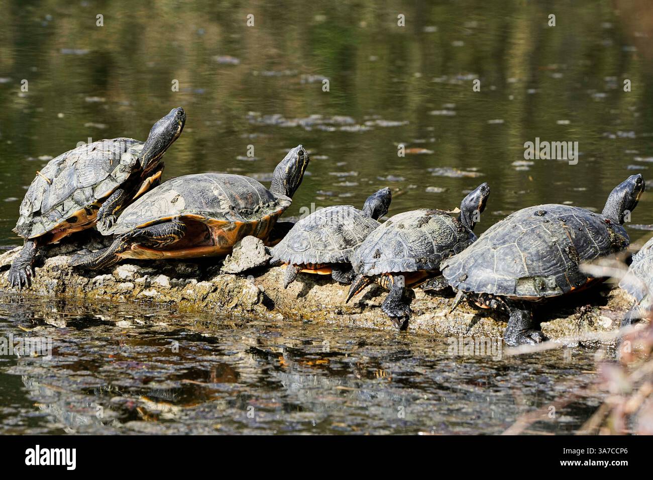 Turtles sunbath on a tree branch in the water at a lake in ...