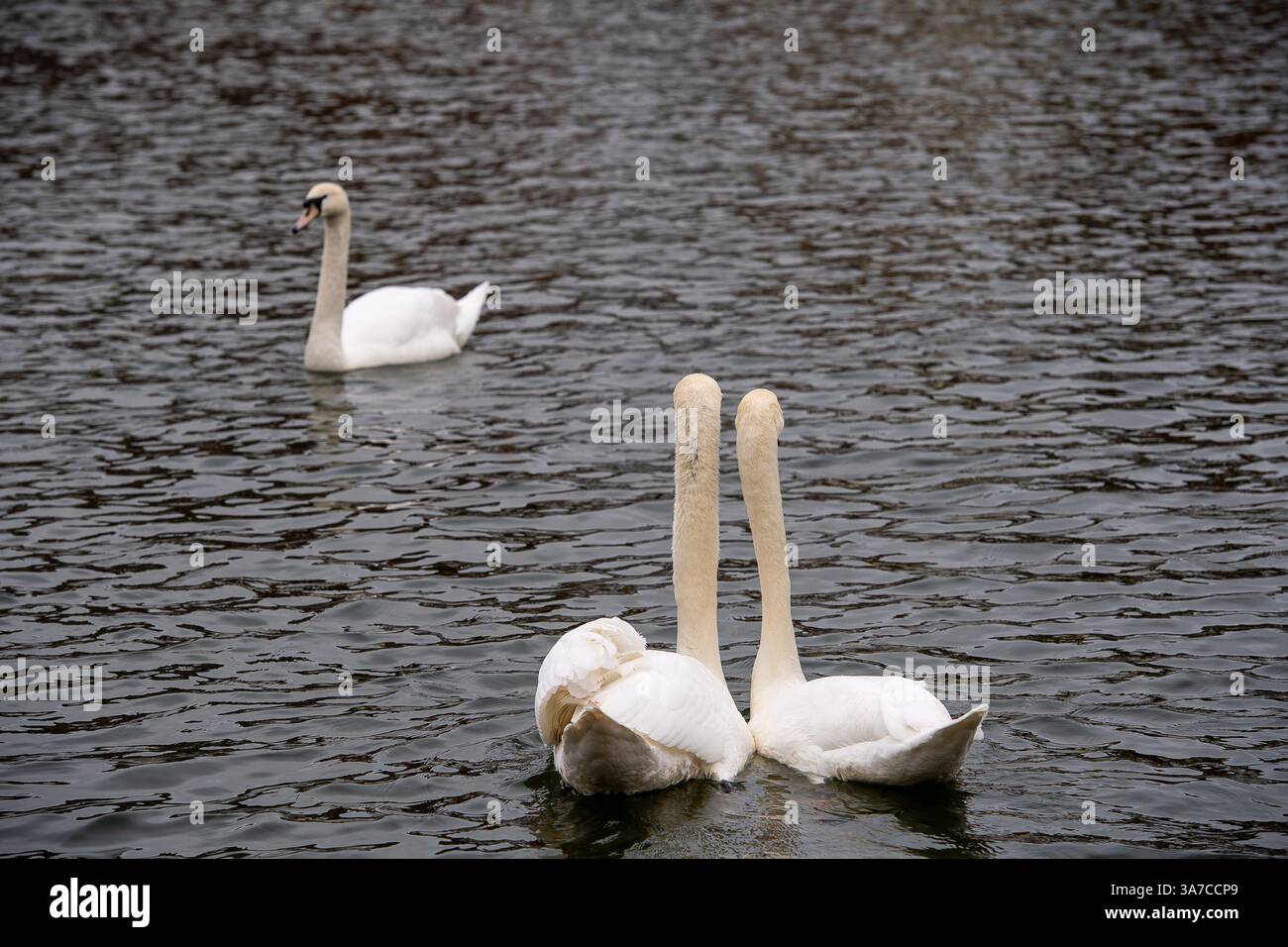Windsor, UK. 27th March, 2025. A pair of mute swans necking on the ...
