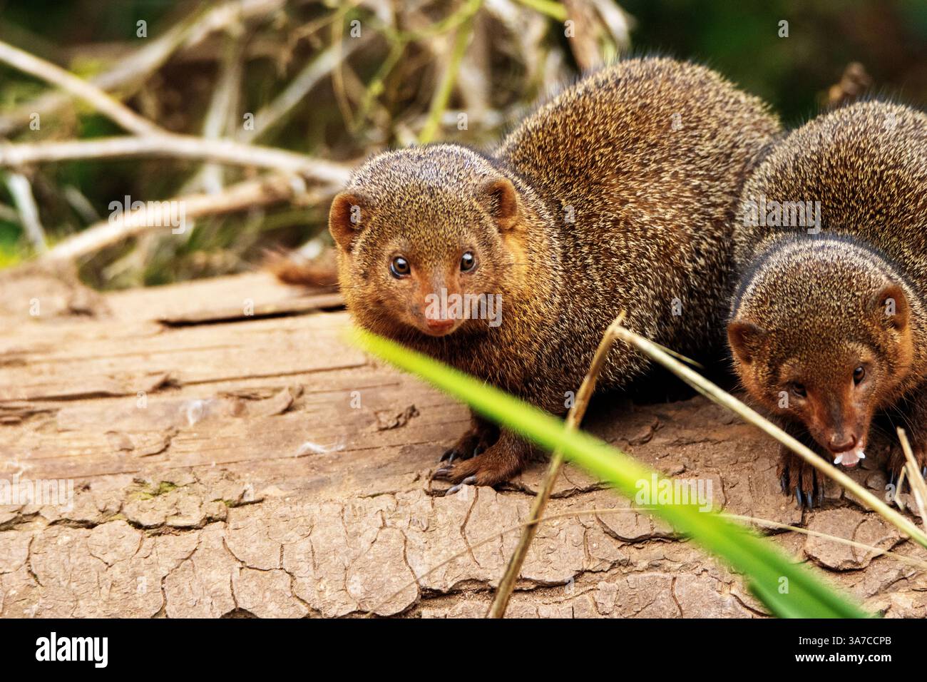 a pair of Dwarf mongoose (Helogale parvula) isolated on a natural ...