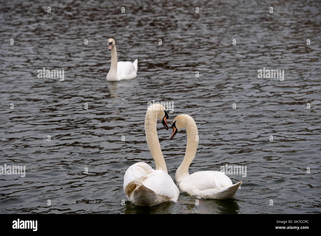 Windsor, UK. 27th March, 2025. A pair of mute swans necking on the ...